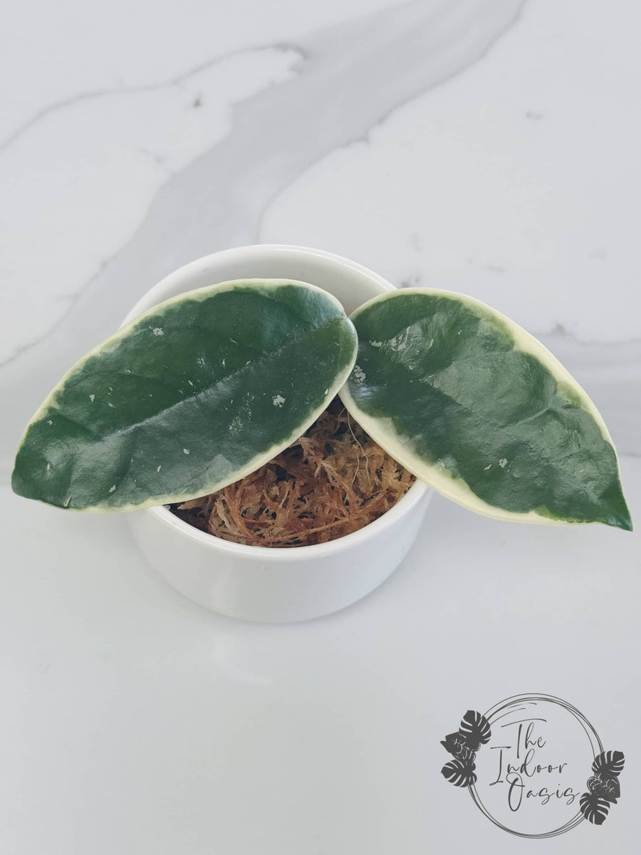 Hoya Carnosa Krimson Queen cutting – The Indoor Oasis NZ