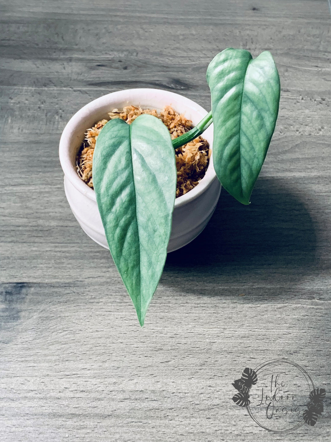 Pothos – The Indoor Oasis NZ