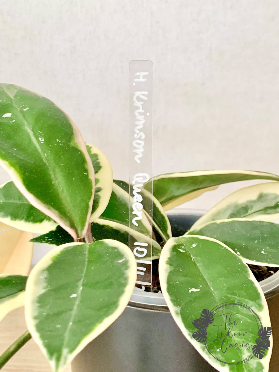 Clear Acrylic Plant Labels – The Indoor Oasis NZ