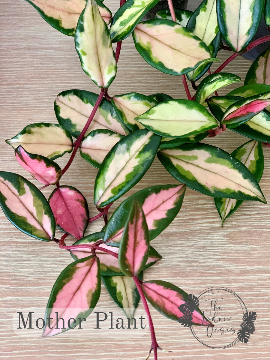 Hoya Carnosa Rubra cutting – The Indoor Oasis NZ