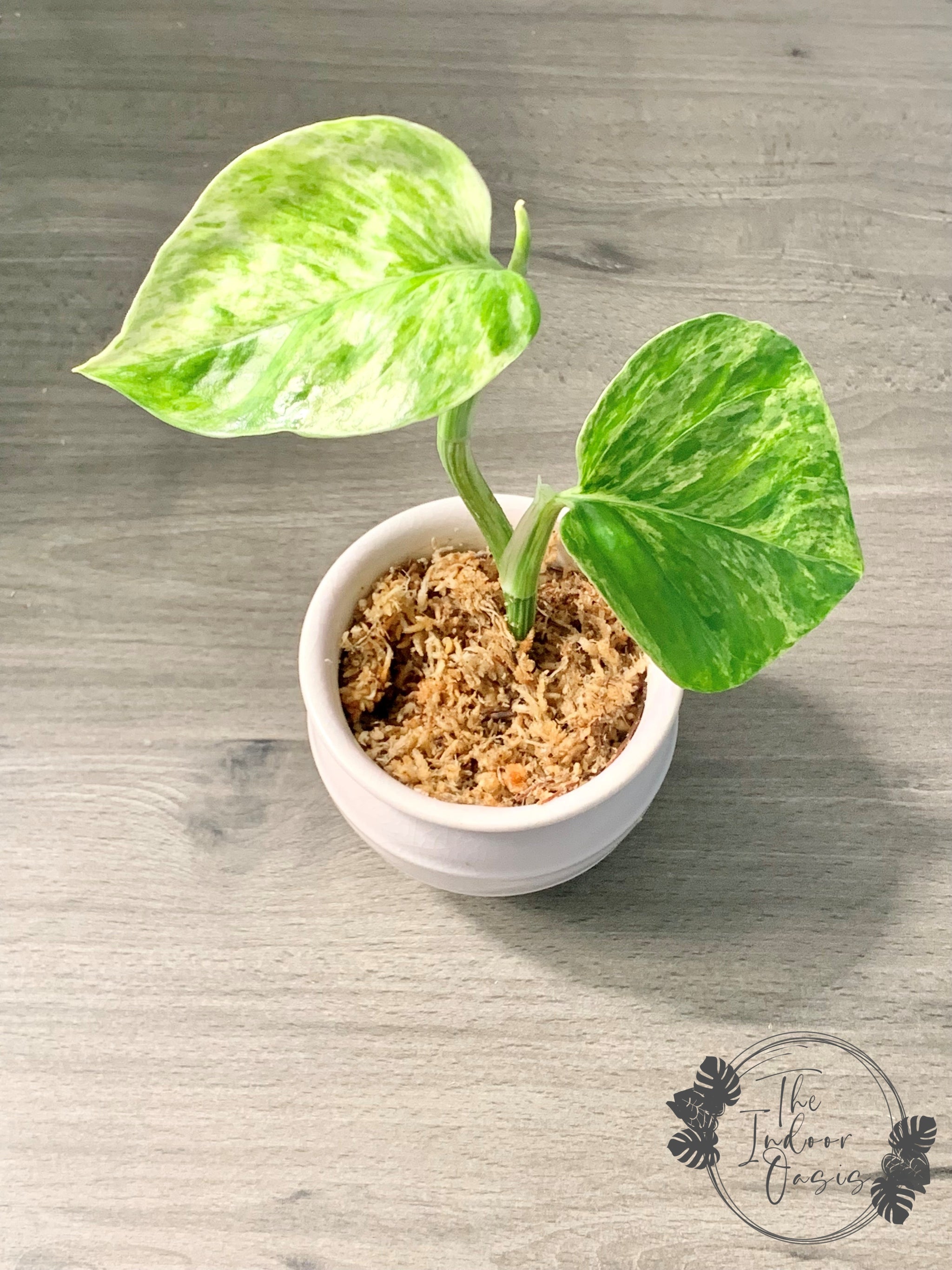 Pothos – The Indoor Oasis NZ