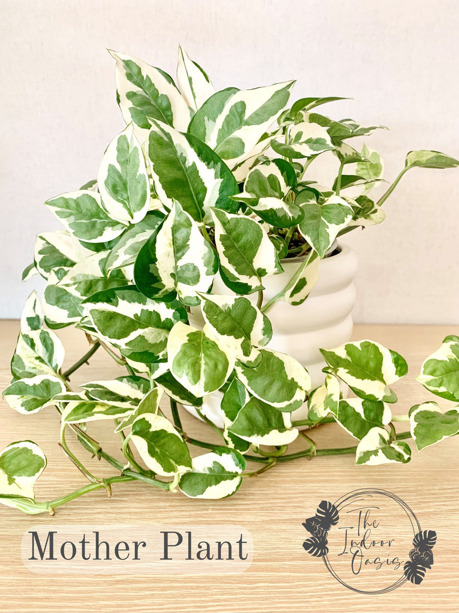 N Joy Pothos N Joy Pothos Plant (epipremnum Aureum In 2×3″ Pot)