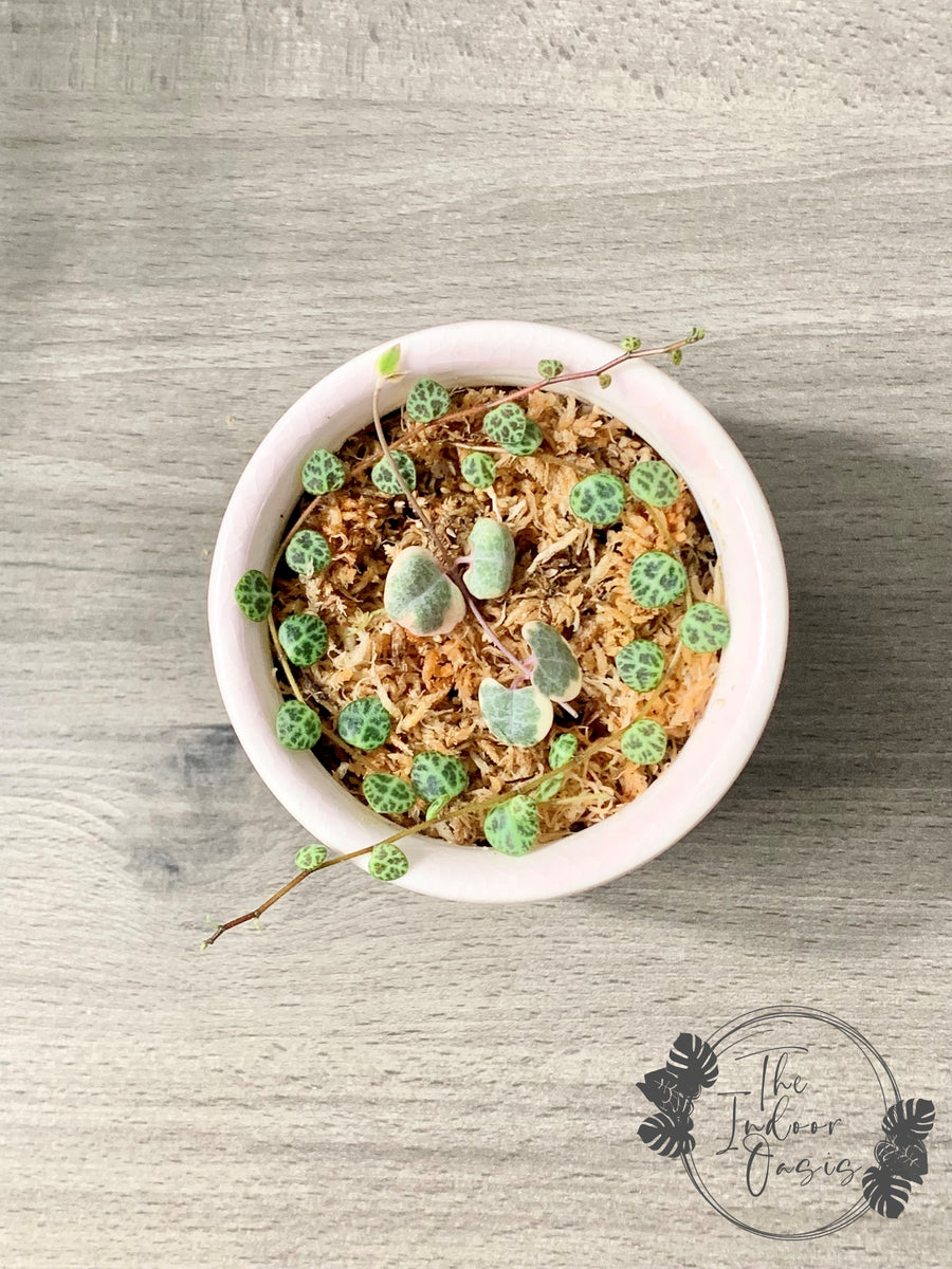 Variegated Chain of Hearts & String of Turtles Combo Pot – The Indoor ...