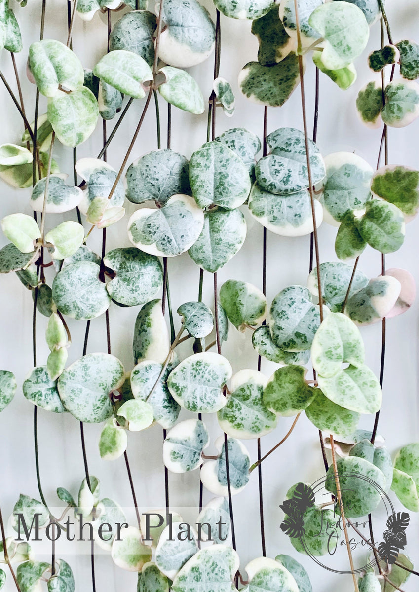 Variegated Chain of Hearts & String of Turtles Combo Pot – The Indoor ...